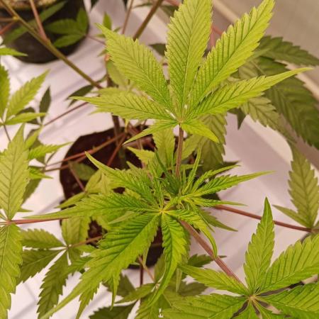 Tiki Madman Dante's Inferno grow journal by Wishar_Garden - GrowDiaries