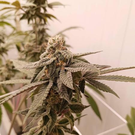Wishar Candyman S1 grow journal by Wishar_Garden - GrowDiaries