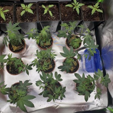 Anesia Seeds Oracle Octane grow journal by Growformyself - GrowDiaries