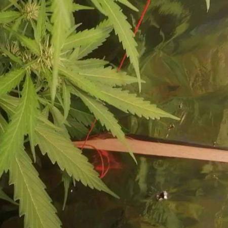 Zamnesia Seeds Runtz Automatic grow journal by Drylee - GrowDiaries