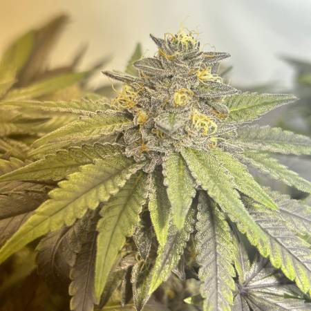 KING SHERB grow journal by R_Dank - GrowDiaries