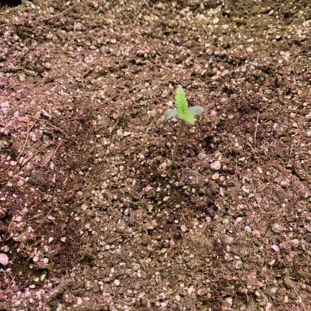 Purple Lemonade/Smoothie auto Fastbuds grow journal by LuisitoCandyAss ...