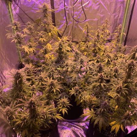 Blueberry, Amnesia Haze Autoflower grow journal by medgrower420 ...