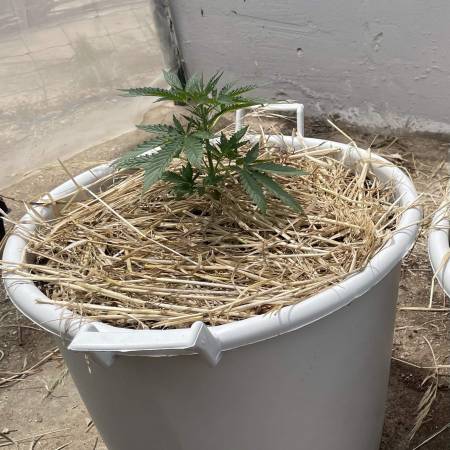 Sensi Seeds Super Skunk grow journal by Southcoastweed - GrowDiaries