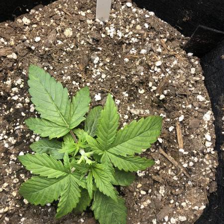 Seedsman Lemon Auto grow journal by UpsetGarden - GrowDiaries