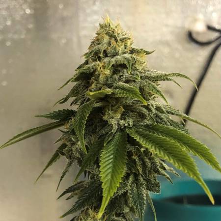 Alien bubba grow journal by typhonian - GrowDiaries