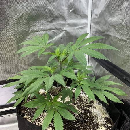 Fat Banana! grow journal by Sgt_Bowser - GrowDiaries