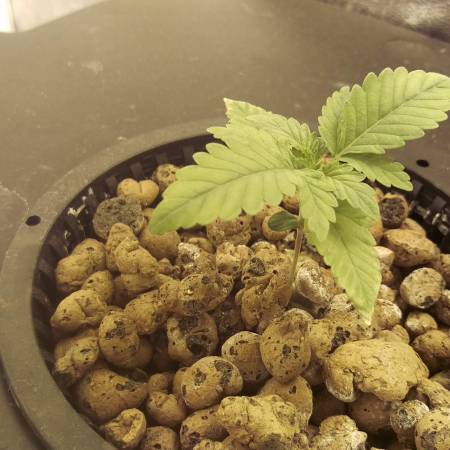 Raspberry Cough, Sugar Gom, Kush Auto , Strawberry Banana Grape grow ...