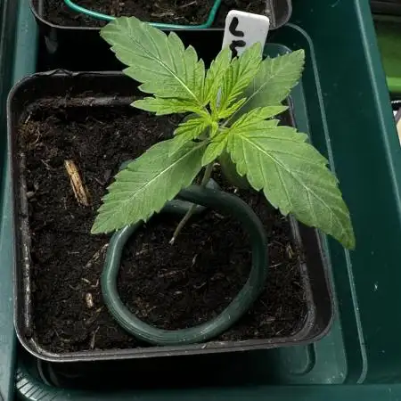 Lemon Cherry Runtz Cannabis Strain Information - GrowDiaries