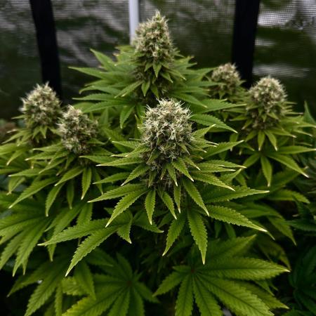 Spliff Seeds - Blue Dream #2 grow journal by Cannabeast40 - GrowDiaries