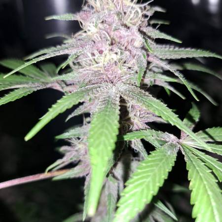 Custom Breeder & Strain Mos grow journal by RickoHell - GrowDiaries