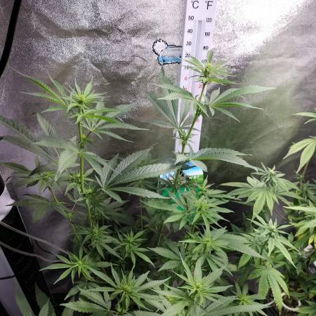 Dutch Passion Critical Orange Punch grow journal by Terry94 - GrowDiaries