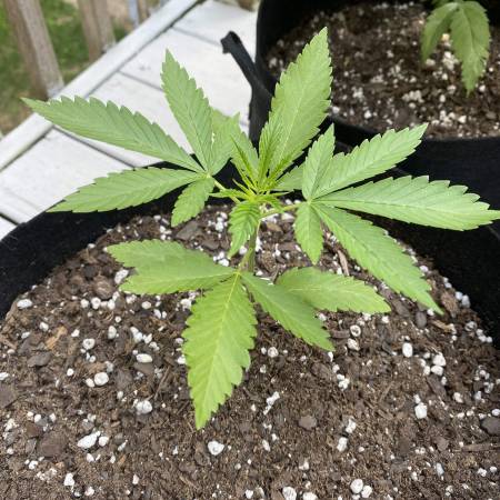 Custom Breeder & Strain Purple Ghost Candy grow journal by ...