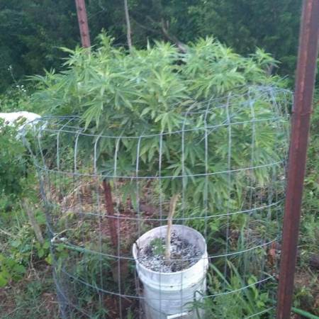 Custom Breeder & Strain Wookies grow journal by Jtmoney - GrowDiaries