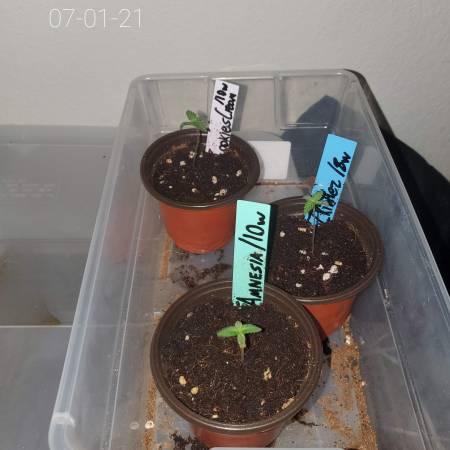 Amnesia Auto, Cream Cookies Auto, Zkittlez Auto, Northern Lights Auto ...