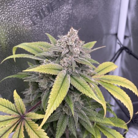 [Clones'24] grow journal by RickSanchez - GrowDiaries