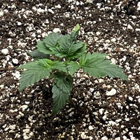 Fast buds gorilla zittles grow journal by Itsgnomegrown - GrowDiaries