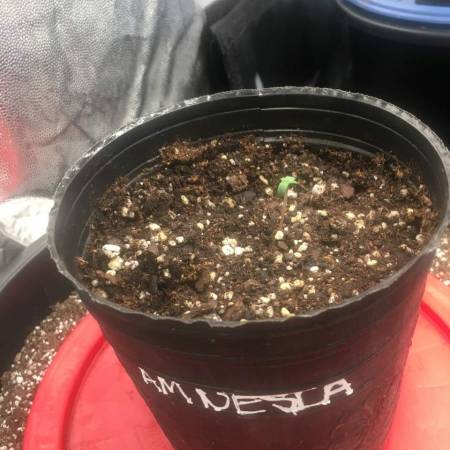 CBD Mazar + Modern Classics grow journal by 420MedLife - GrowDiaries
