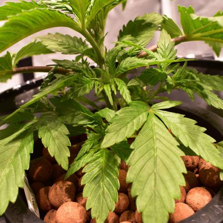GHS Franco's Lemon Cheese - DWC - COB grow journal by GanjaGarden420 ...