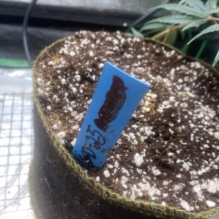 LSD-25 By: FastBuds grow journal by Zootedshroomer - GrowDiaries