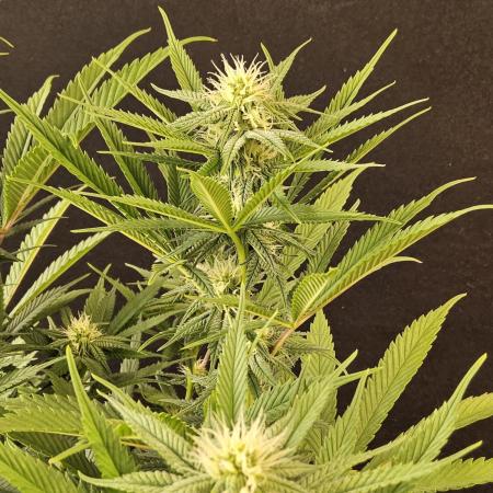 Pure Instinto Shiskaberry grow journal by Cyrusdavirus - GrowDiaries