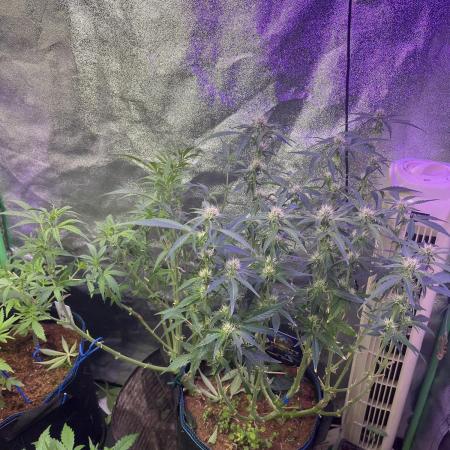Zamnesia Runtz Automatic grow journal by SelfCultivationGrower - GrowDiaries