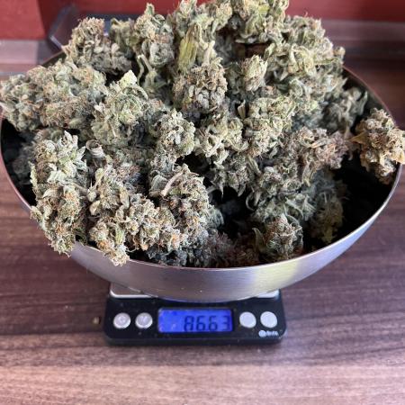 Zamnesia Runtz Automatic grow journal by SelfCultivationGrower - GrowDiaries