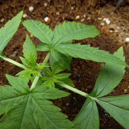 Amnesia Autoflower From SeedStocker grow journal by ZLOGO - GrowDiaries