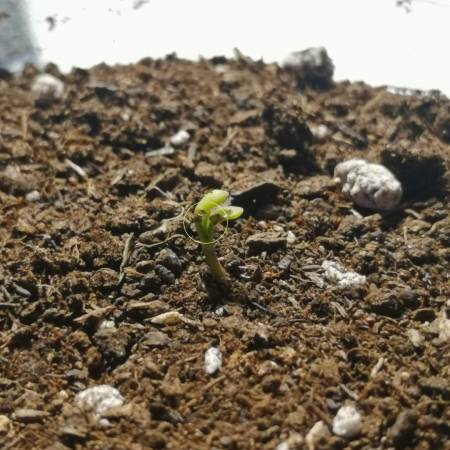 Auto anesthesia (Pyramid seeds) grow journal by Babis - GrowDiaries