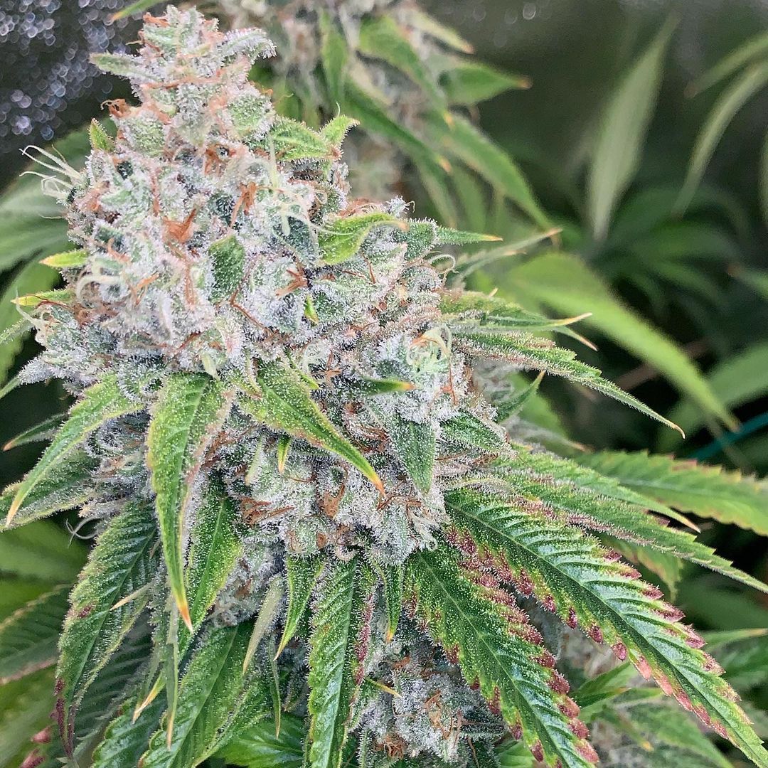 The White Pearl Strain Info / The White Pearl Weed By In House Genetics ...