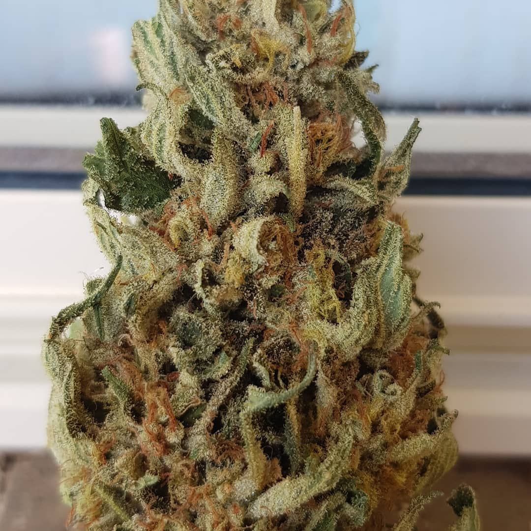 Candy Cane Strain Info / Candy Cane Weed By In House Genetics - GrowDiaries