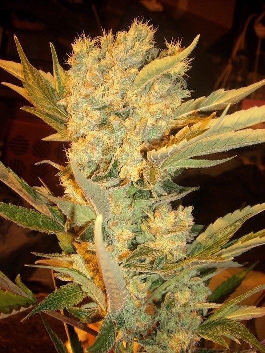 Power Plant Strain Info / Power Plant Weed By Dutch Passion - GrowDiaries