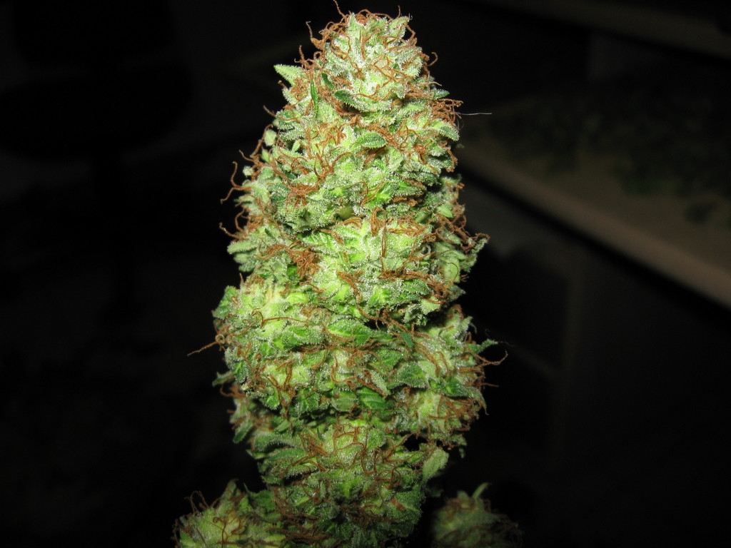 Mazar Strain Info / Mazar Weed By Dutch Passion - GrowDiaries