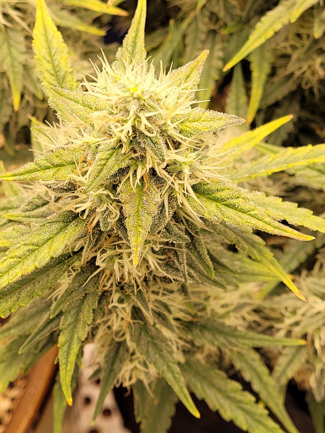 Auto White Widow x Crystal Meth Fem Strain Info / Auto White Widow x ...