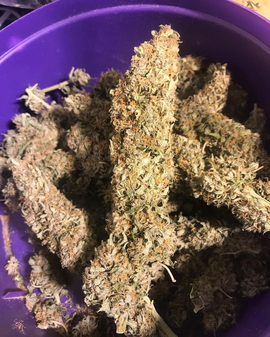 Bulk Smash Auto Strain Info / Bulk Smash Auto Weed By Dr. Krippling - GrowDiaries
