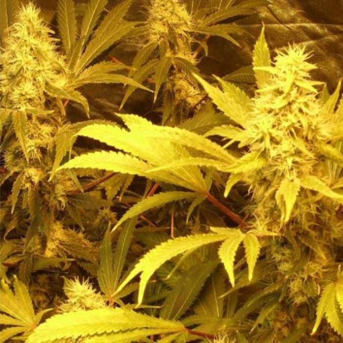 Kali and the Chocolate Factory Strain Info / Kali and the Chocolate ...