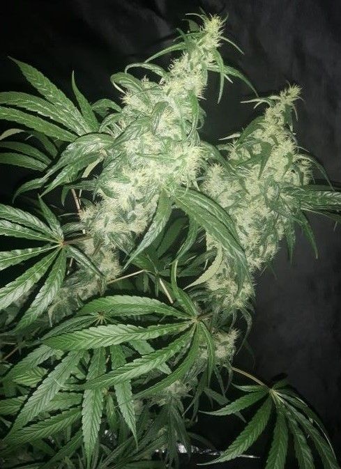 Purple Pakistani Haze Strain Info / Purple Pakistani Haze Weed By ACE ...
