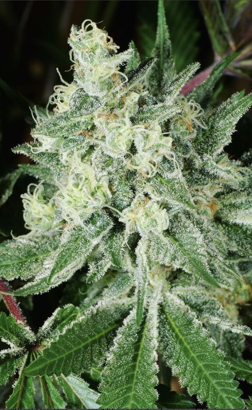 Black Hole Sun Strain Info / Black Hole Sun Weed By Mass Medical ...