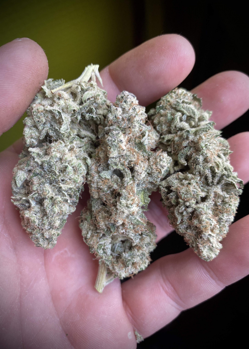 The Runtz Strain Info The Runtz Weed By BSB Genetics GrowDiaries