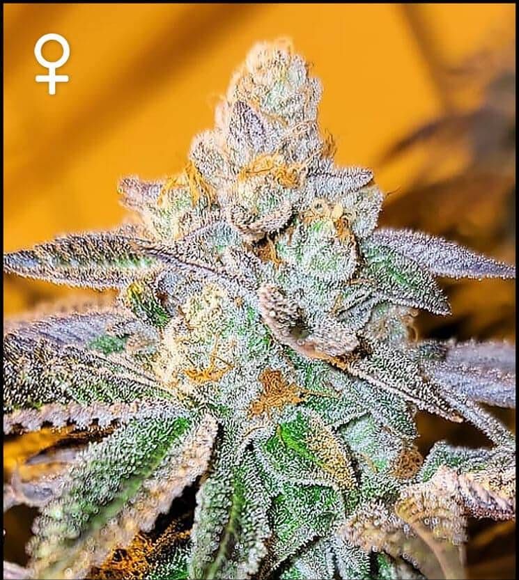 Scout Snacks Strain Info / Scout Snacks Weed By Green Point Seeds ...