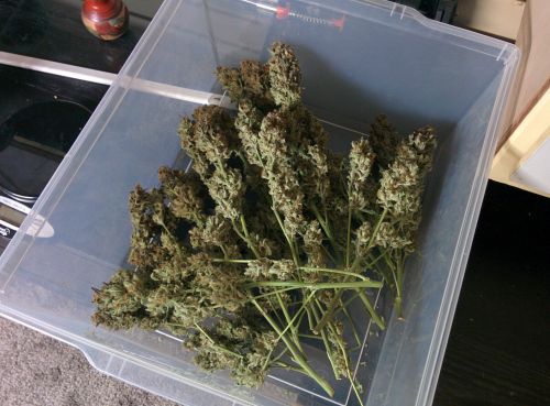 Hobbit Auto Strain Info / Hobbit Auto Weed By Kannabia Seed Company ...