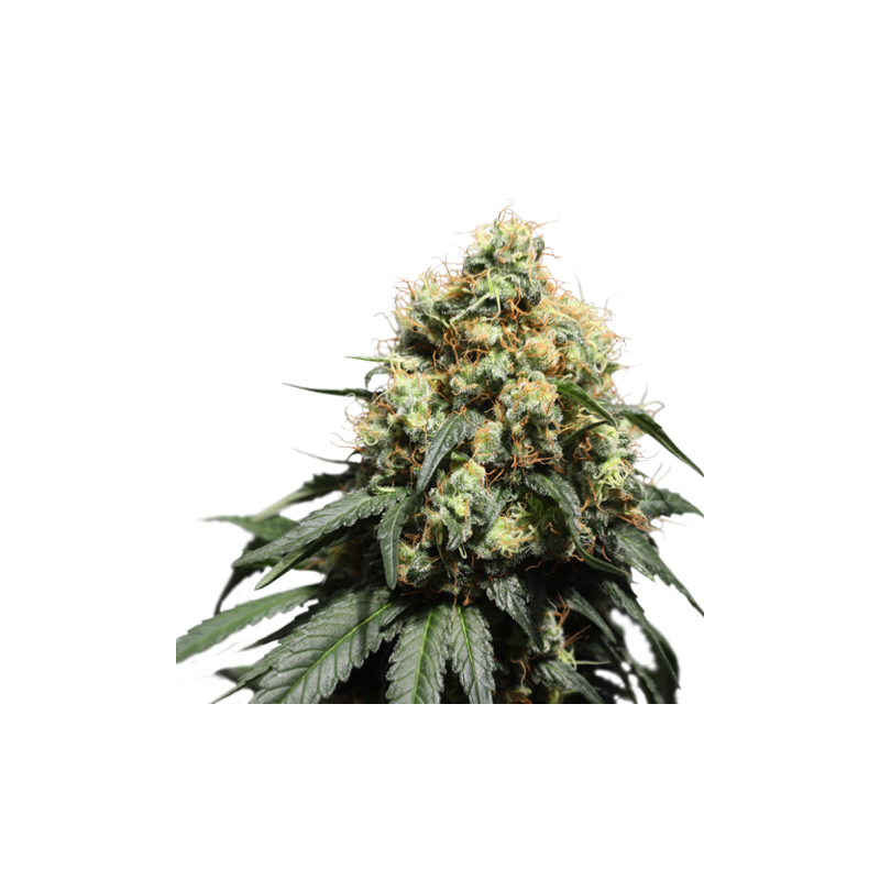 Bruce Lemon Diesel Strain Info / Bruce Lemon Diesel Weed By Super ...