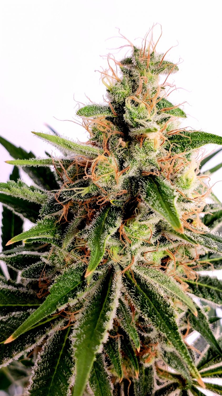 Jack the Ripper F2 Strain Info / Jack the Ripper F2 Weed By Irie ...