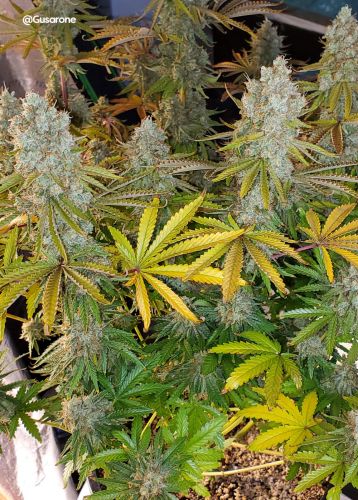 IMPERIUM X® Strain Info / IMPERIUM X® Weed By Anesia Seeds - GrowDiaries