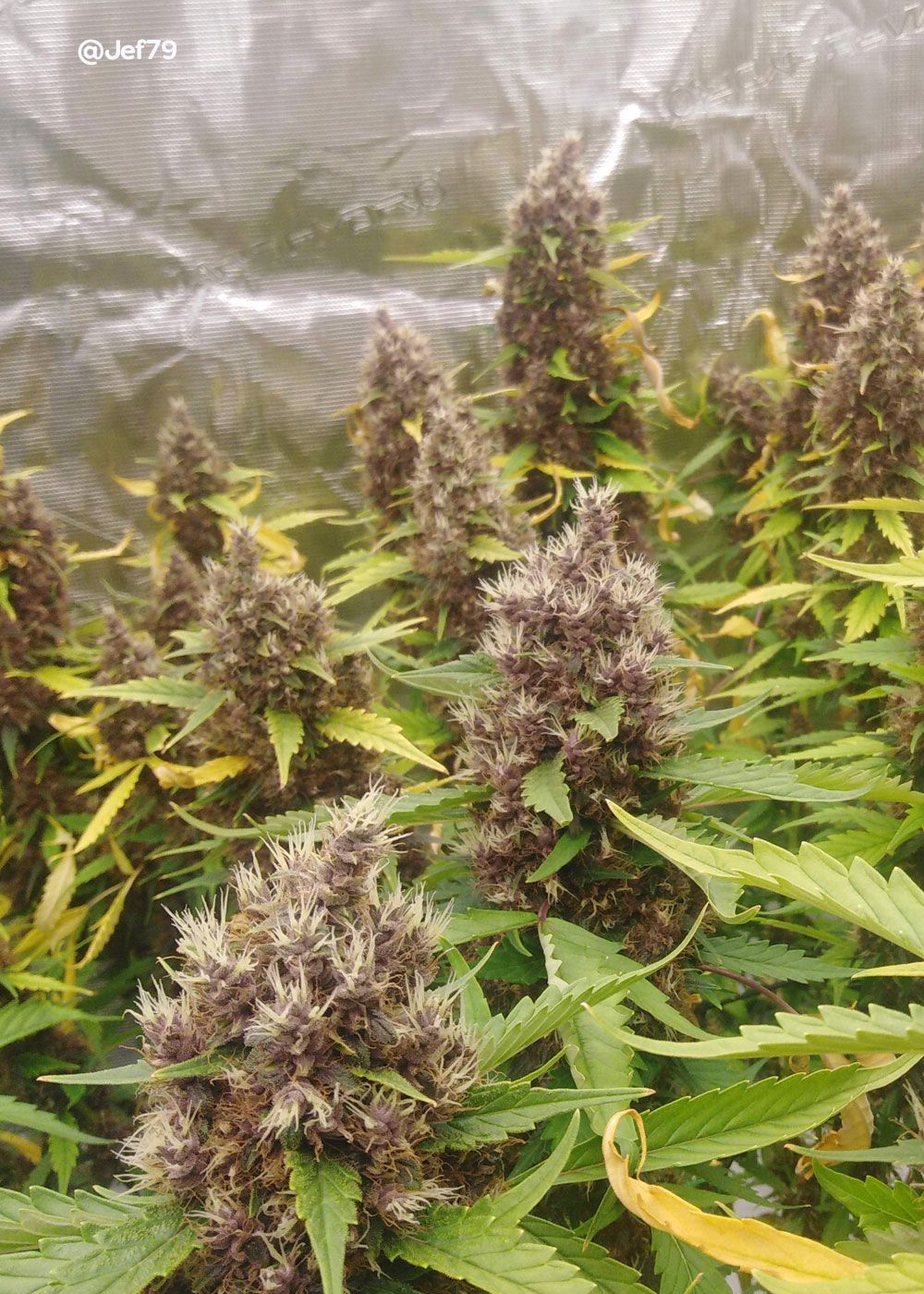 IMPERIUM X® Strain Info / IMPERIUM X® Weed By Anesia Seeds - GrowDiaries