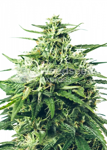 Super Skunk autoflower seeds Strain Info / Super Skunk autoflower seeds ...