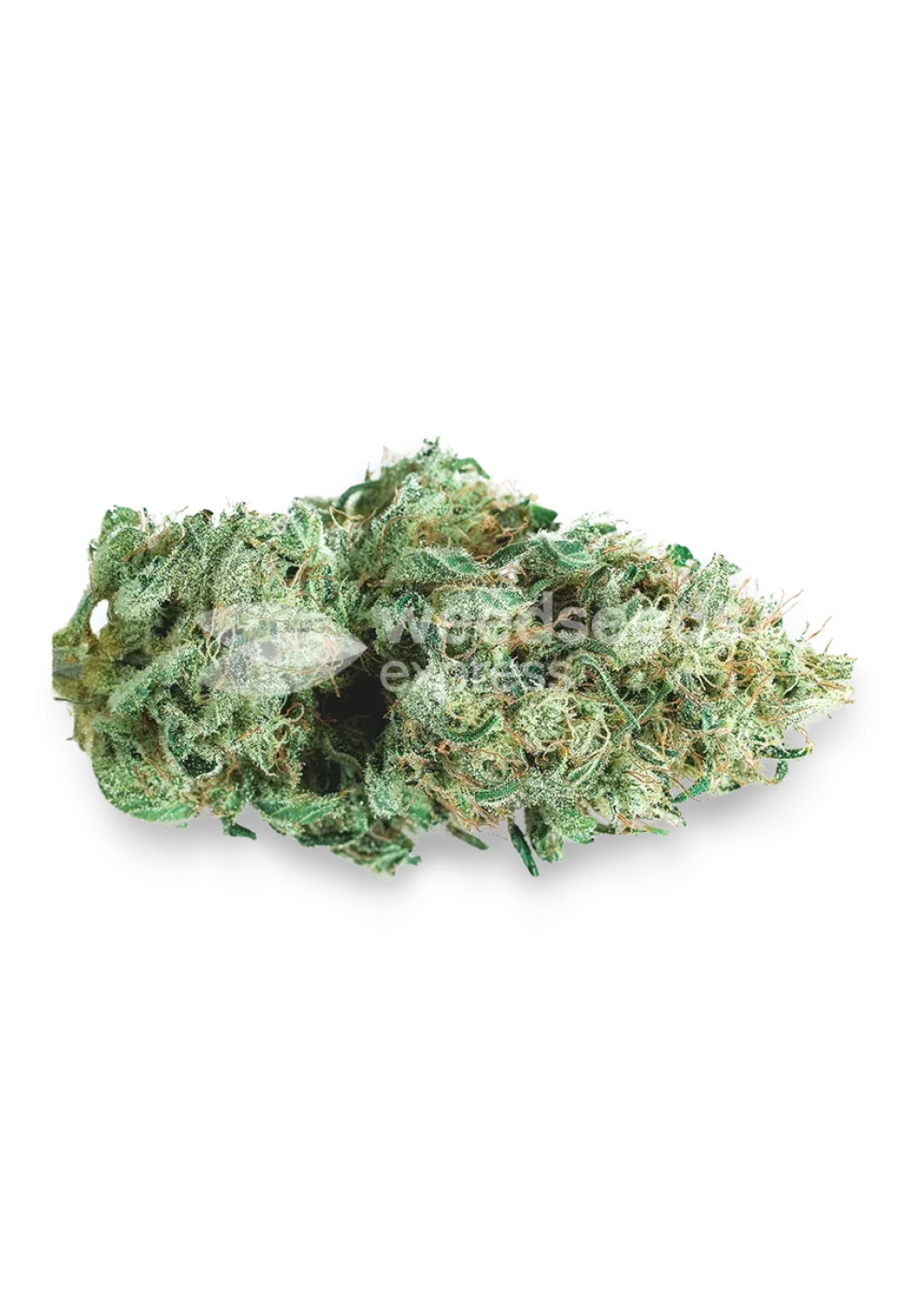 Super Skunk autoflower seeds Strain Info / Super Skunk autoflower seeds ...