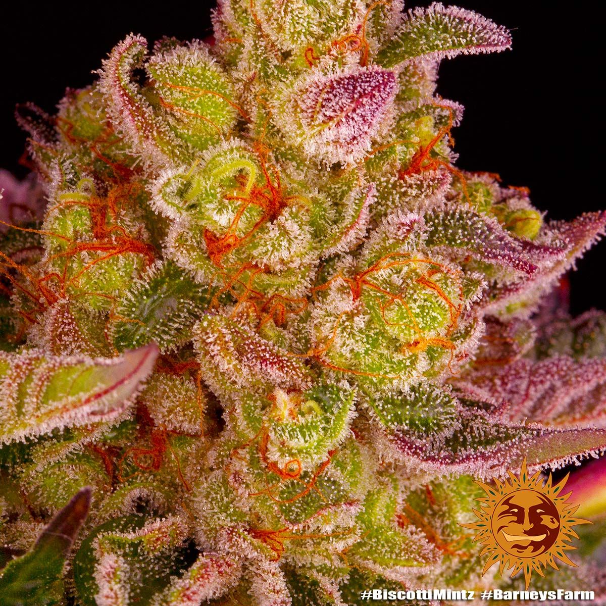 Biscotti Mintz Strain Info / Biscotti Mintz Weed By Barney's Farm ...