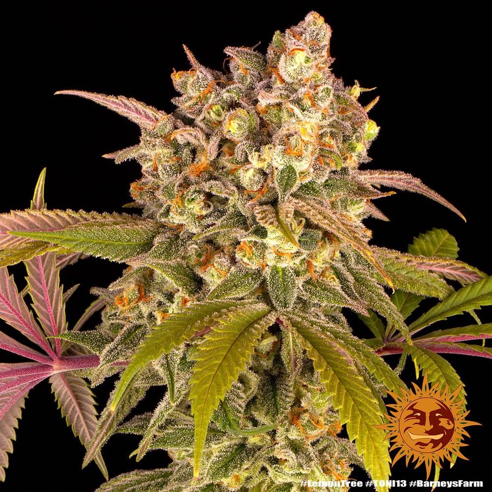 Lemon Tree Strain Info / Lemon Tree Weed By Barney's Farm - GrowDiaries