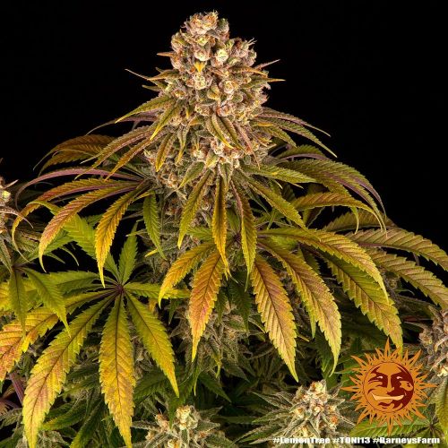 Lemon Tree Strain Info / Lemon Tree Weed By Barney's Farm - GrowDiaries